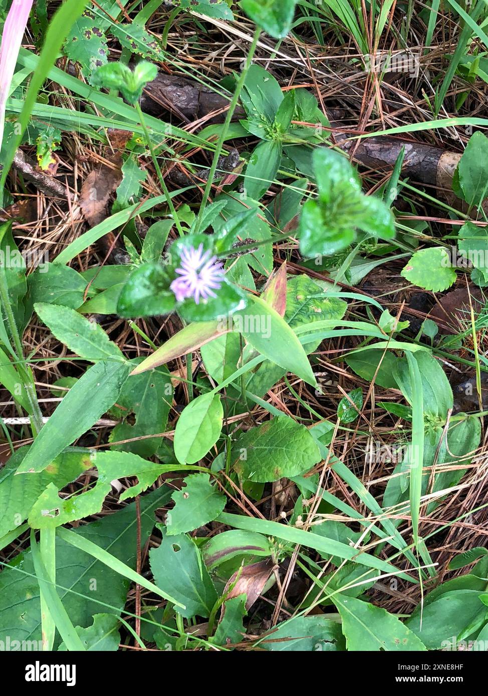 common elephant's-foot (Elephantopus tomentosus) Plantae Stock Photo ...