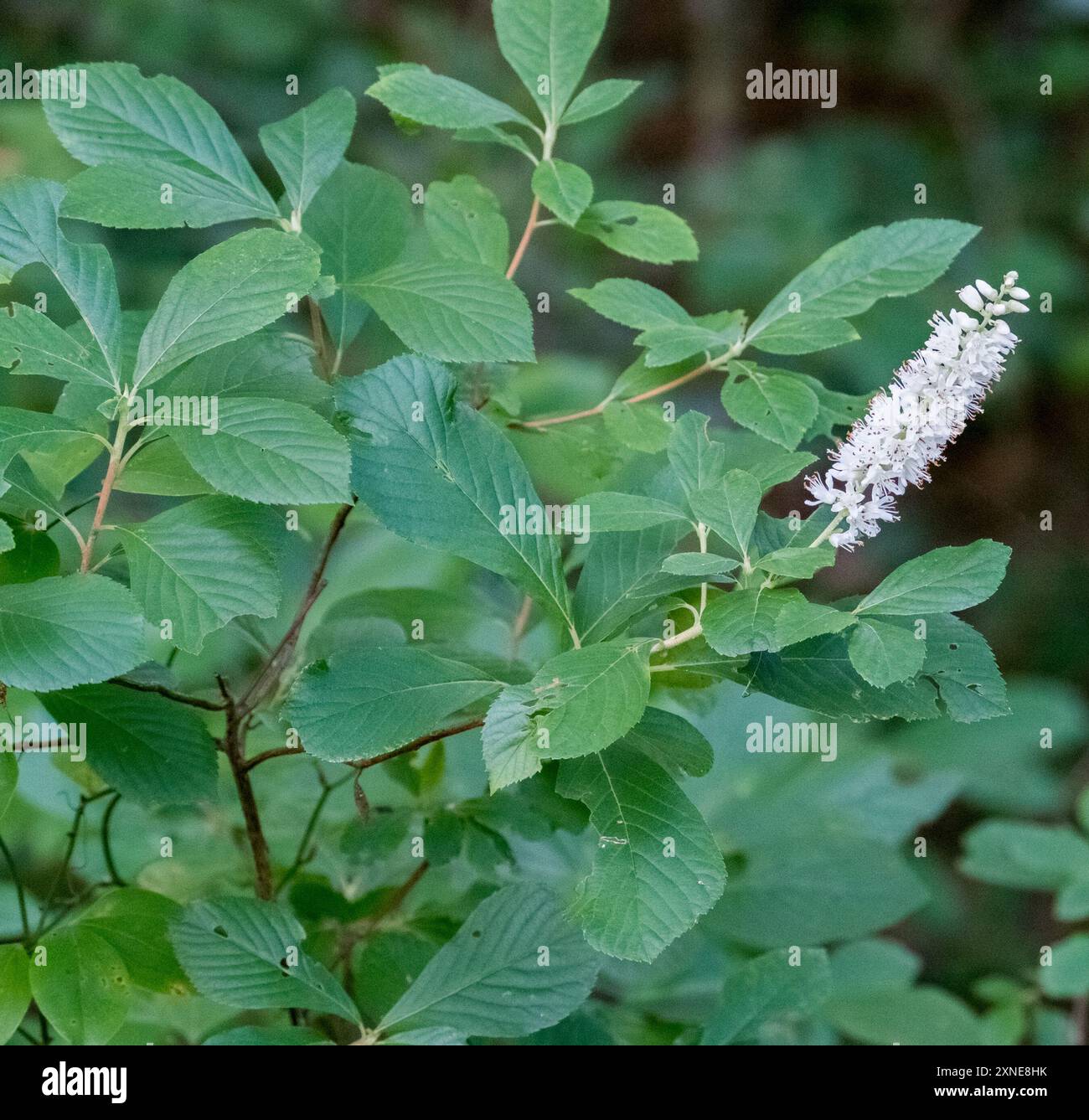 Sweet Pepperbush (Clethra alnifolia) Plantae Stock Photo - Alamy