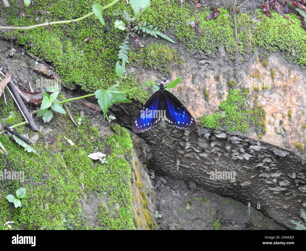Blue spotted crow butterfly hi-res stock photography and images - Alamy