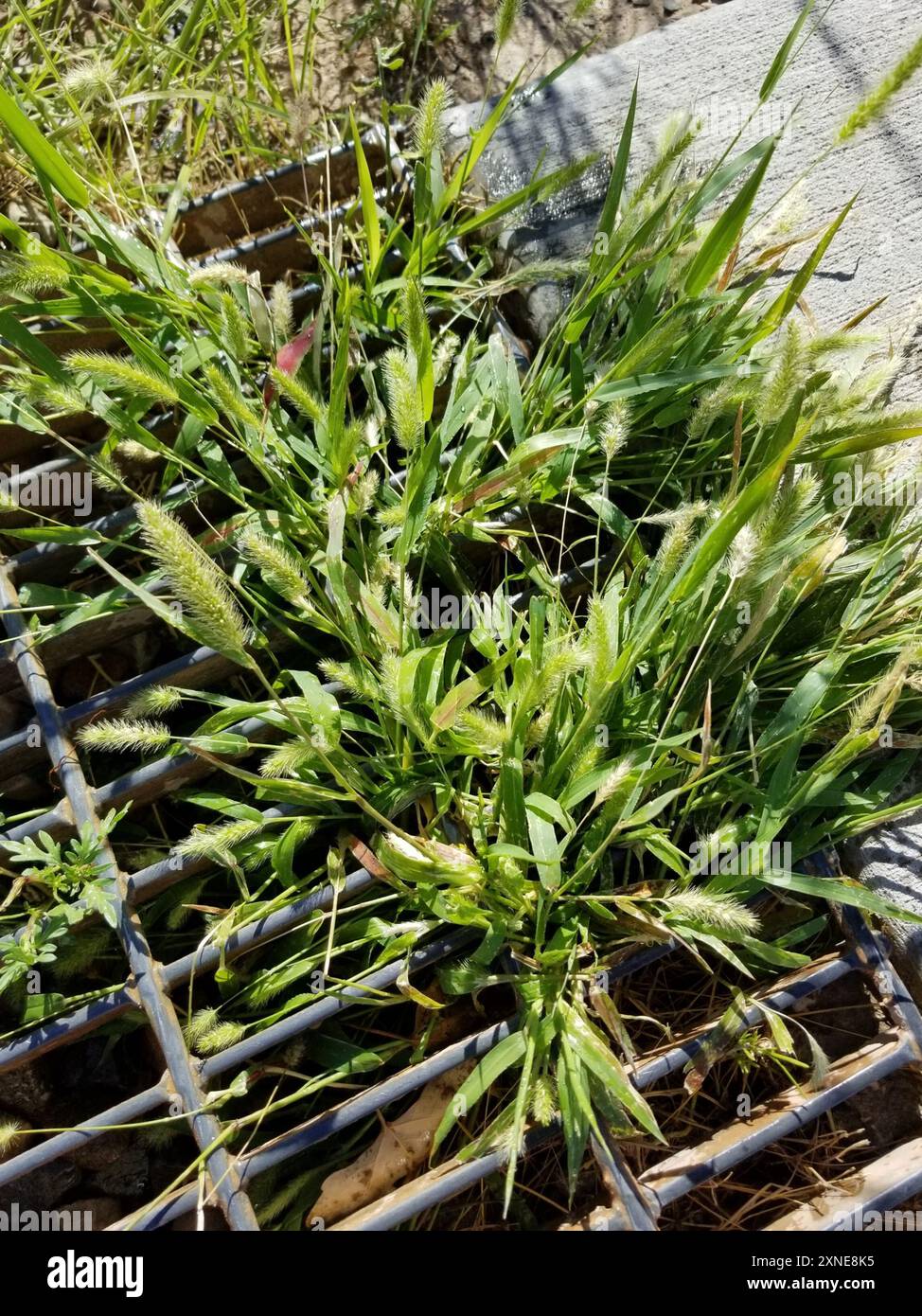 Green Bristle Grass (Setaria viridis) Plantae Stock Photo - Alamy