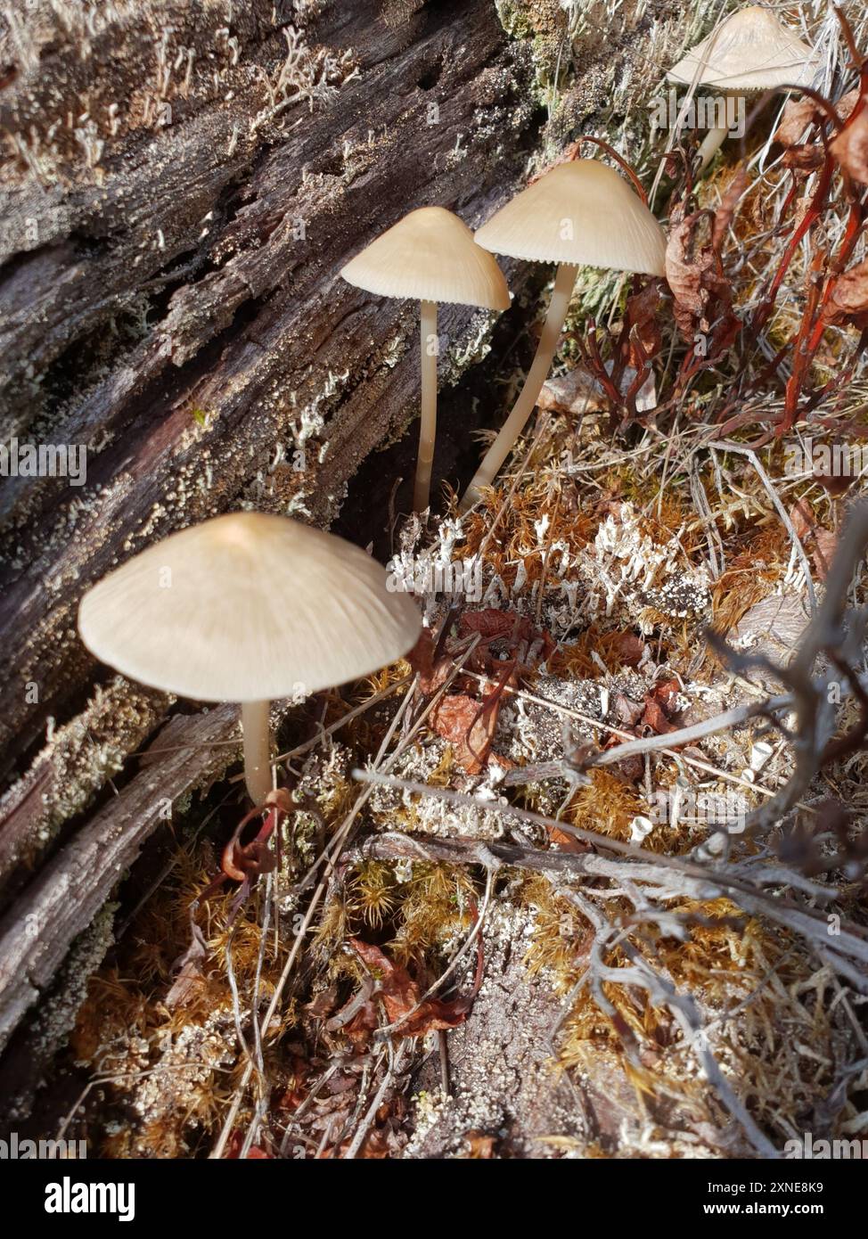 common bonnet (Mycena galericulata) Fungi Stock Photo - Alamy
