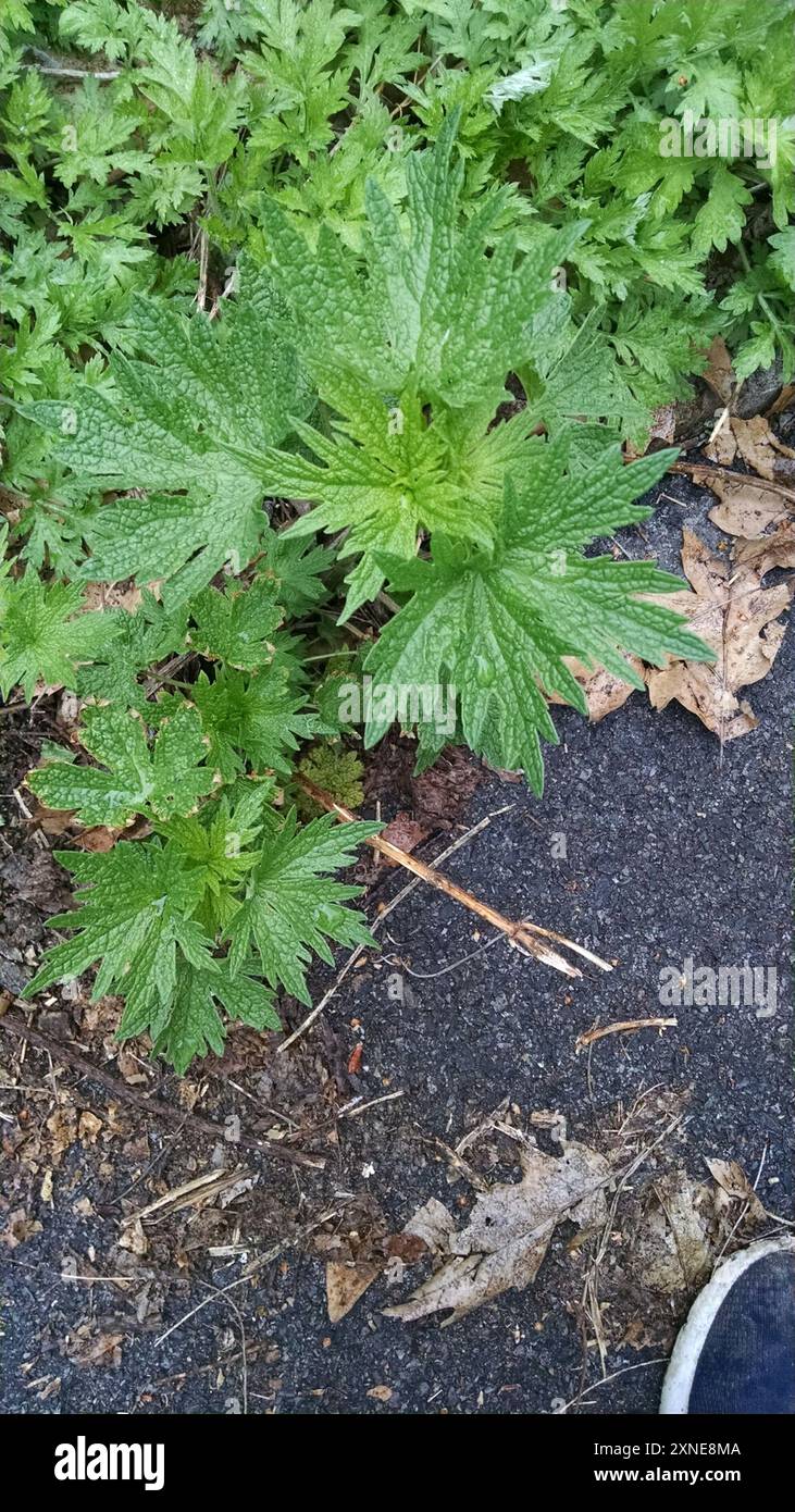 common motherwort (Leonurus cardiaca) Plantae Stock Photo - Alamy
