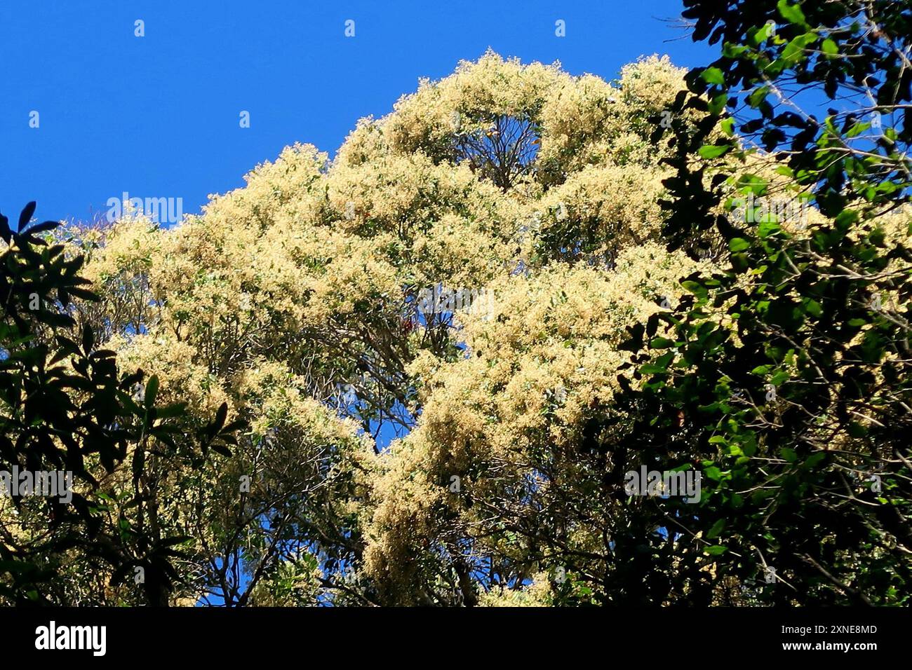 Olea capensis hi-res stock photography and images - Alamy