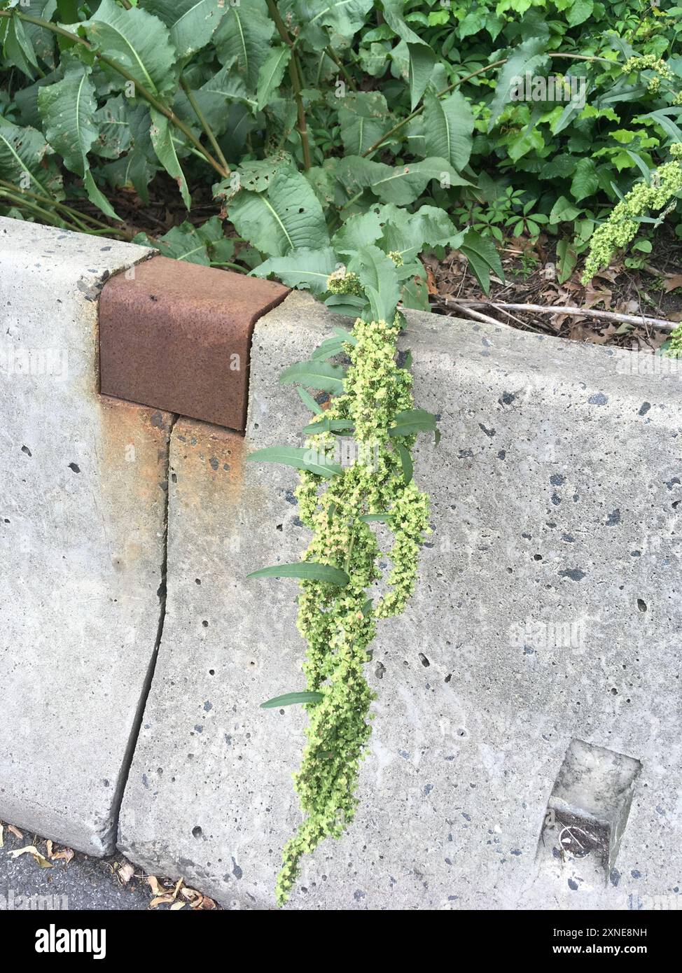 Greek Dock (Rumex cristatus) Plantae Stock Photo - Alamy
