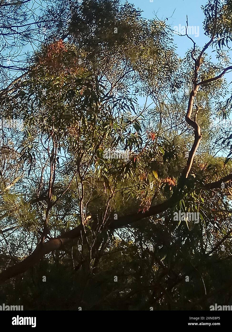 narrow-leaf peppermint gum (Eucalyptus radiata) Plantae Stock Photo - Alamy