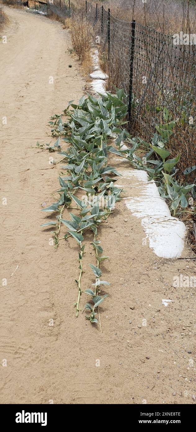 Buffalo Gourd (Cucurbita foetidissima) Plantae Stock Photo - Alamy