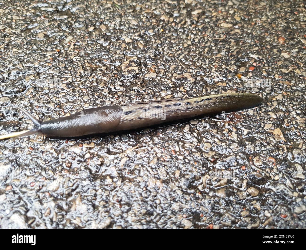 Ash-black Slug (Limax cinereoniger) Mollusca Stock Photo - Alamy
