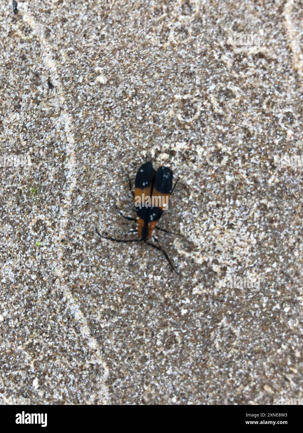 Reticulated Net-winged Beetle (Calopteron reticulatum) Insecta Stock ...