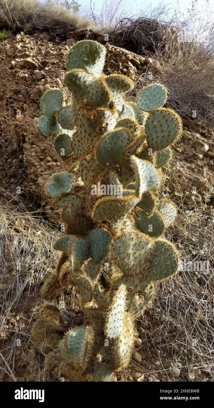 Pancake Pricklypear (Opuntia chlorotica) Plantae Stock Photo - Alamy