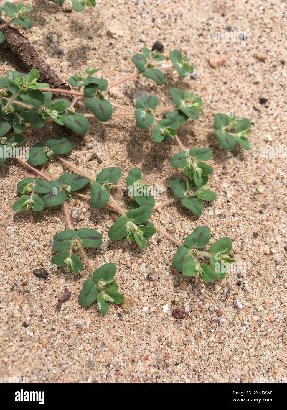 Sawtooth Sandmat (Euphorbia serrula) Plantae Stock Photo - Alamy