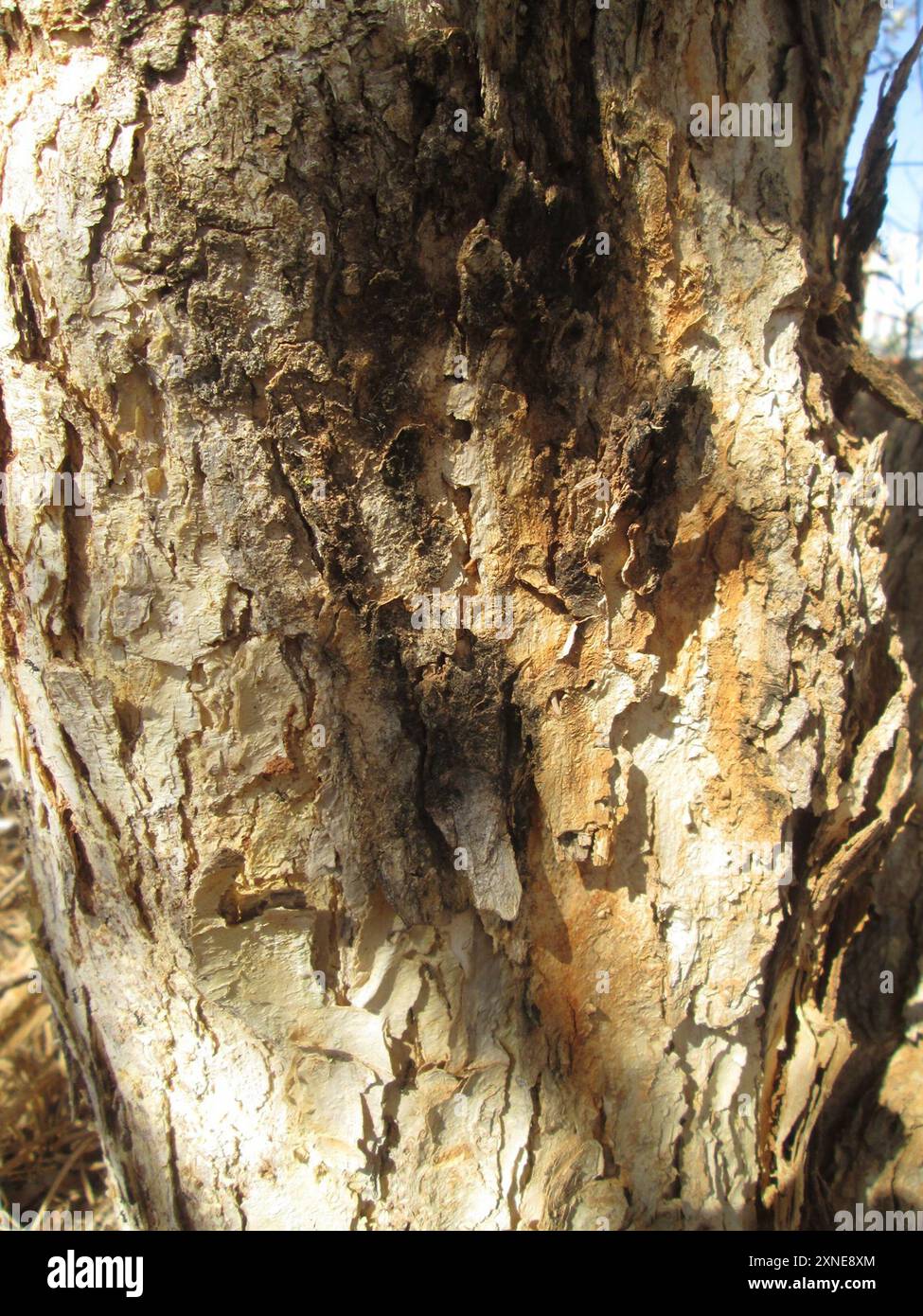 Blue Thorn (Senegalia erubescens) Plantae Stock Photo - Alamy