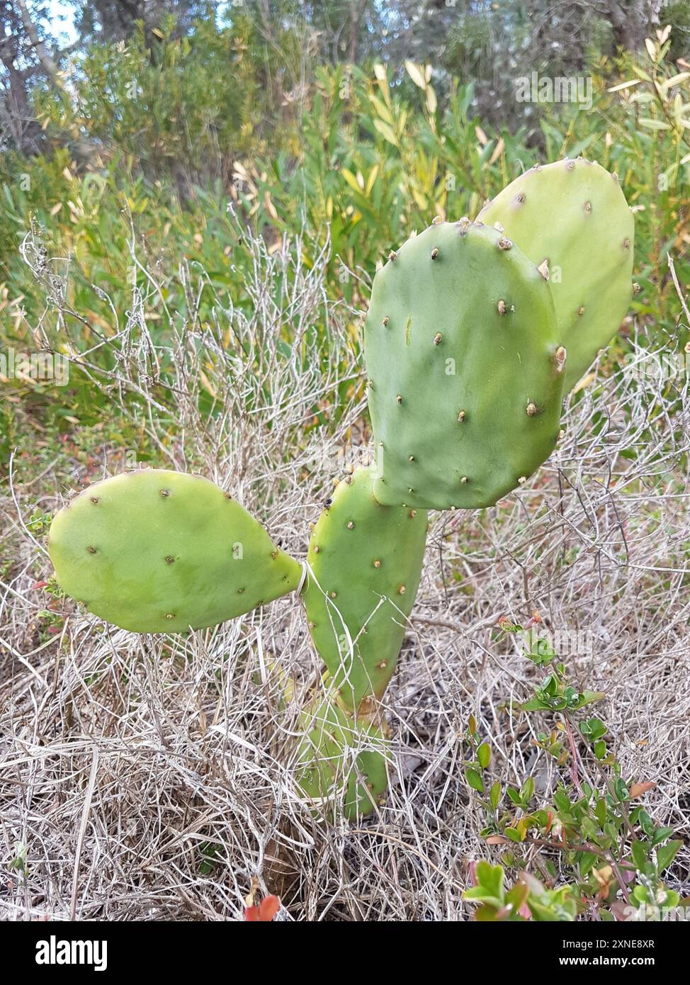 beach prickly pear (Opuntia anahuacensis) Plantae Stock Photo - Alamy
