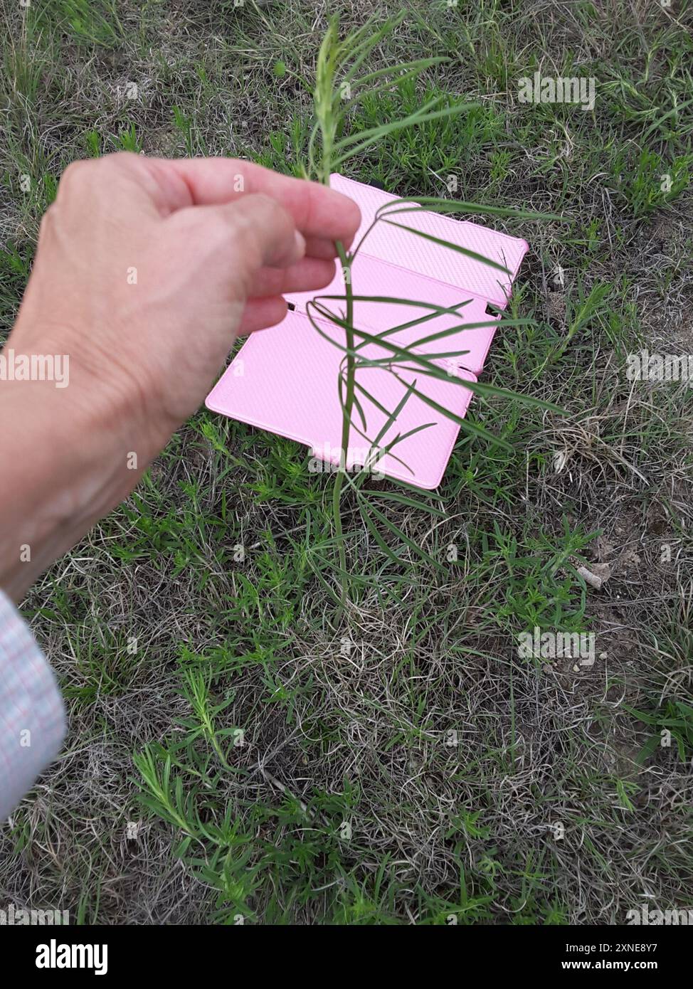 Narrowleaf Indian breadroot (Pediomelum linearifolium) Plantae Stock ...