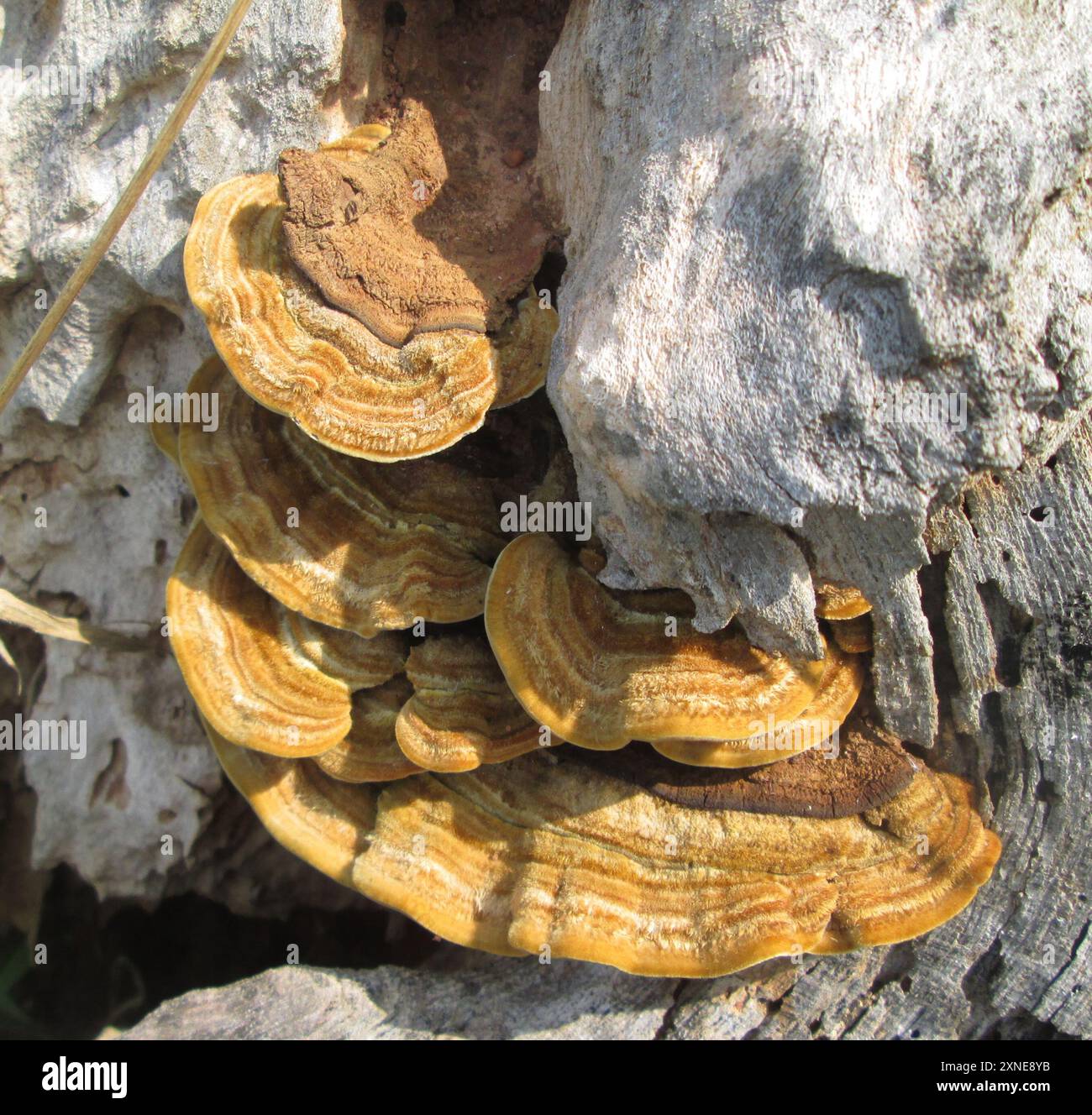 shelf fungi (Polyporales) Fungi Stock Photo - Alamy