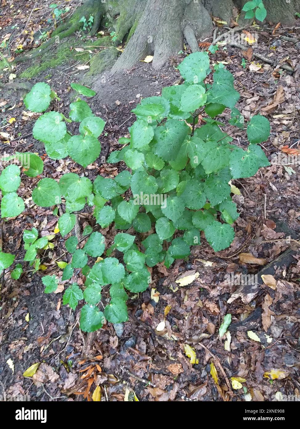 Kawakawa (Piper excelsum) Plantae Stock Photo - Alamy