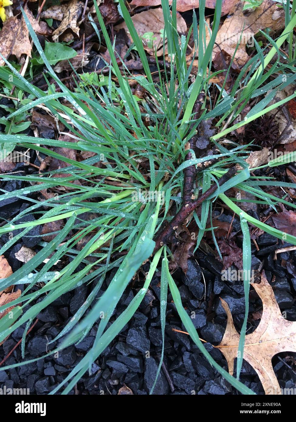 grasses, sedges, cattails, and allies (Poales) Plantae Stock Photo - Alamy