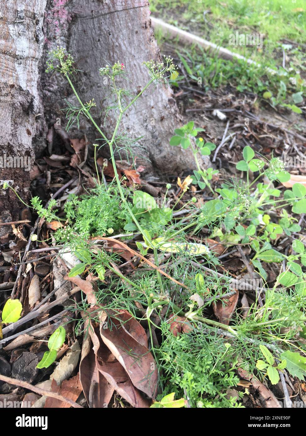 Marsh parsley (Cyclospermum leptophyllum) Plantae Stock Photo - Alamy