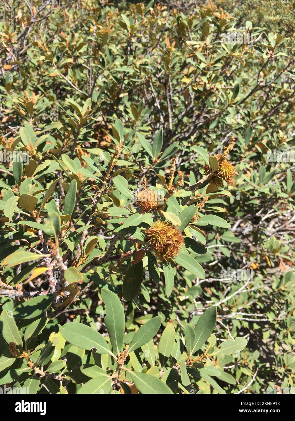 bush chinquapin (Chrysolepis sempervirens) Plantae Stock Photo - Alamy