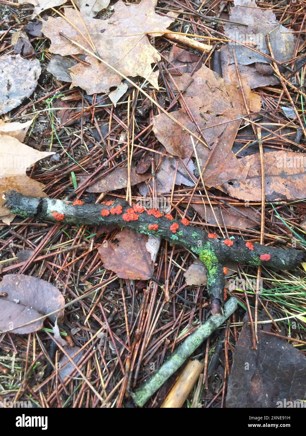 Red Tree Brain Fungus (Peniophora rufa) Fungi Stock Photo - Alamy