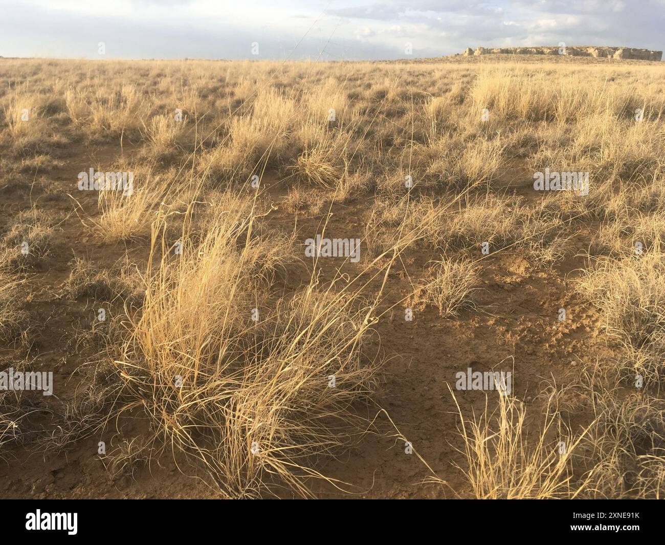 Alkali Sacaton (Sporobolus airoides) Plantae Stock Photo - Alamy