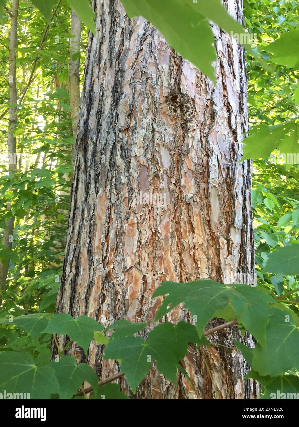 red pine (Pinus resinosa) Plantae Stock Photo - Alamy