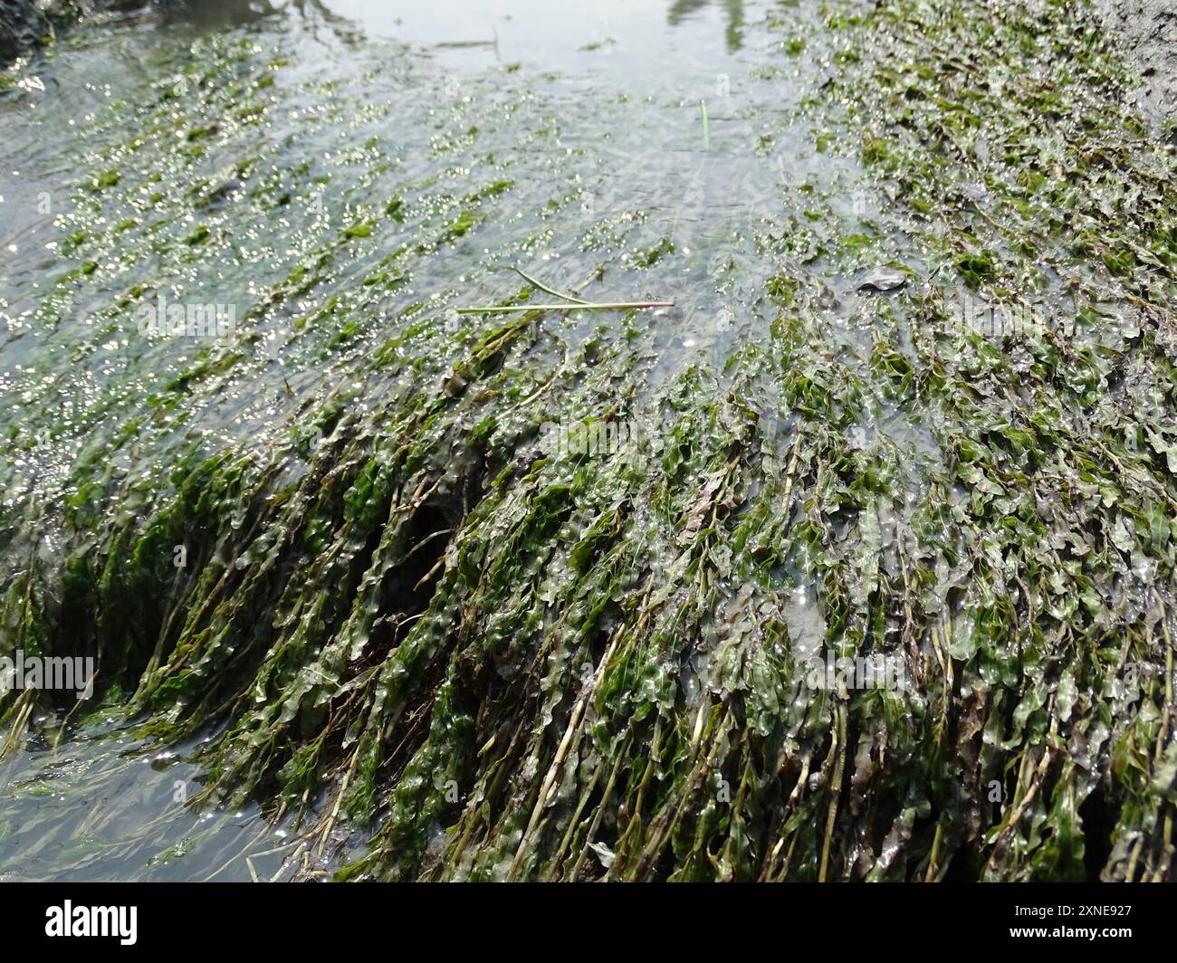 Curly-leaf Pondweed (Potamogeton crispus) Plantae Stock Photo - Alamy
