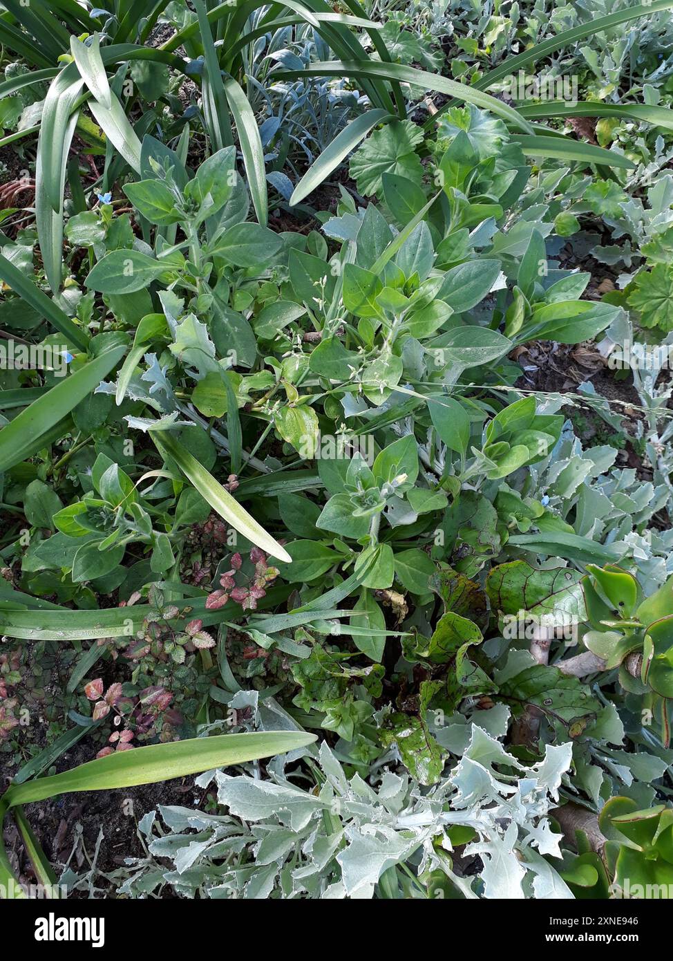 panic veldtgrass (Ehrharta erecta) Plantae Stock Photo - Alamy