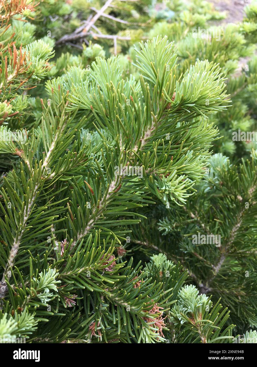 Engelmann spruce (Picea engelmannii) Plantae Stock Photo - Alamy