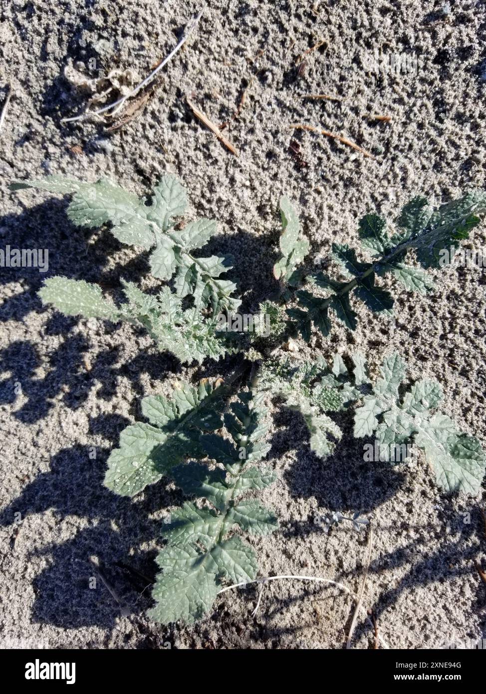 Saharan Mustard (Brassica tournefortii) Plantae Stock Photo - Alamy