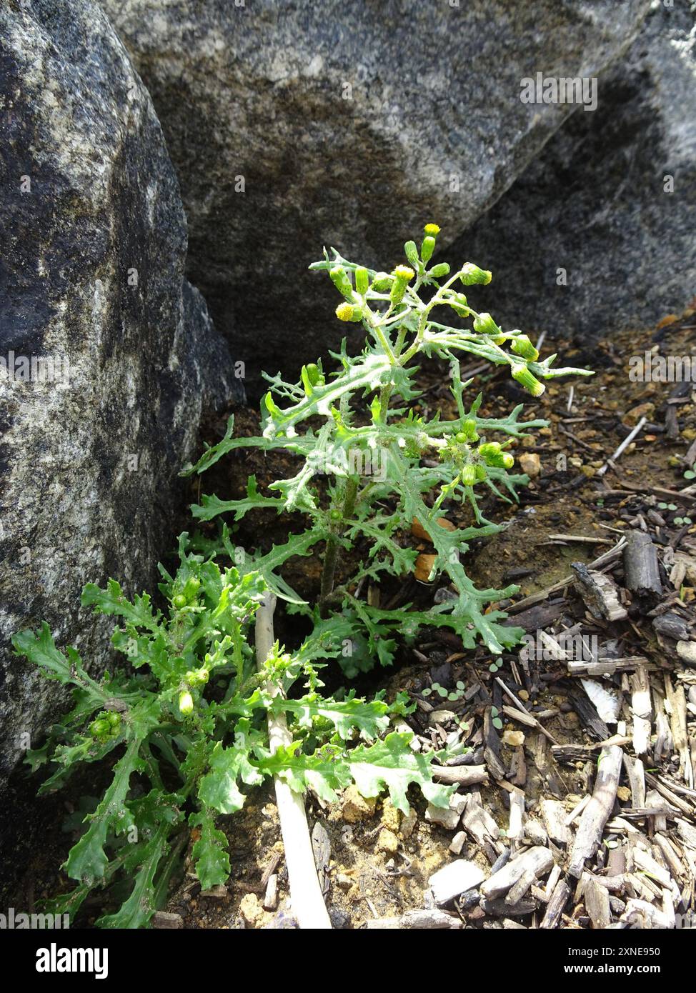 common groundsel (Senecio vulgaris) Plantae Stock Photo - Alamy