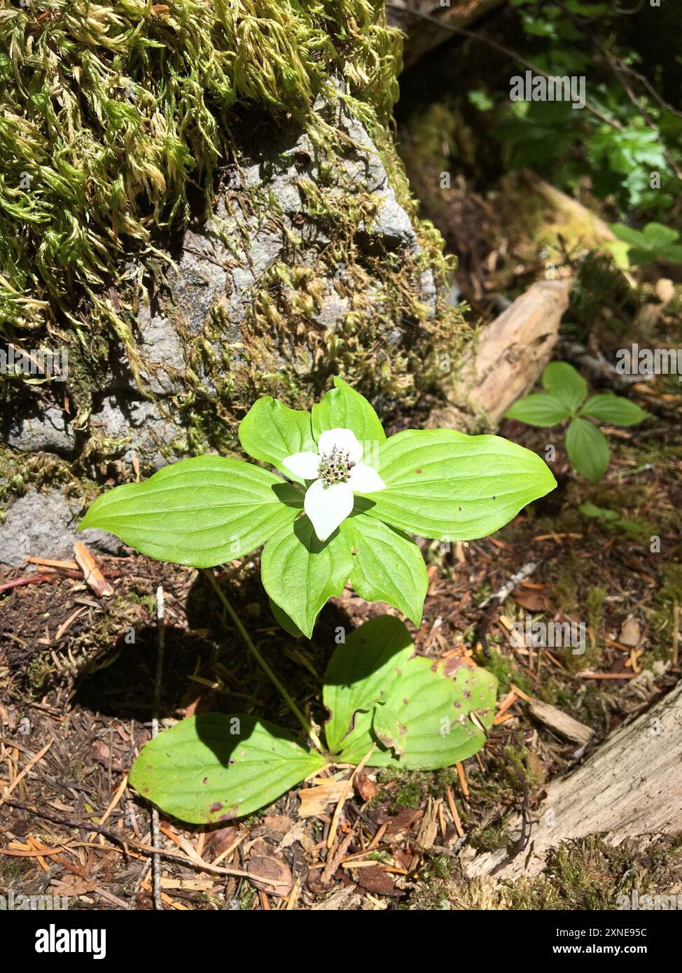 Western Bunchberry (Cornus unalaschkensis) Plantae Stock Photo - Alamy