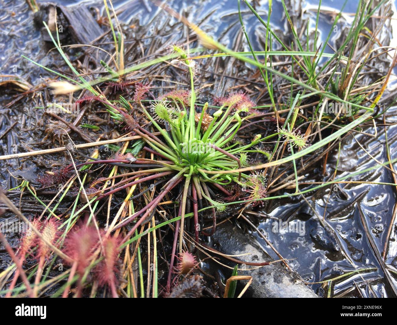 spoonleaf sundew (Drosera intermedia) Plantae Stock Photo - Alamy