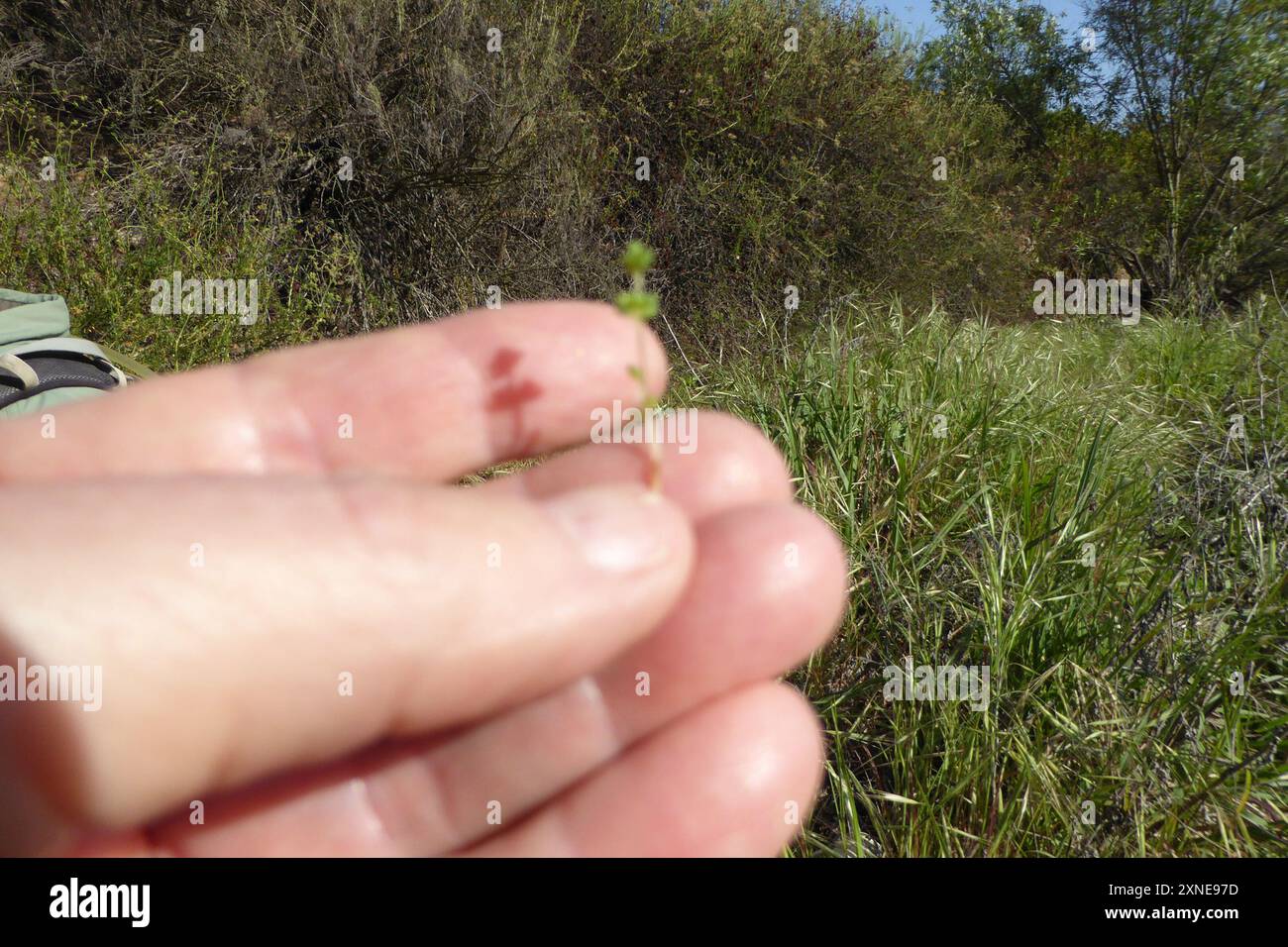 sand pygmyweed (Crassula connata) Plantae Stock Photo - Alamy