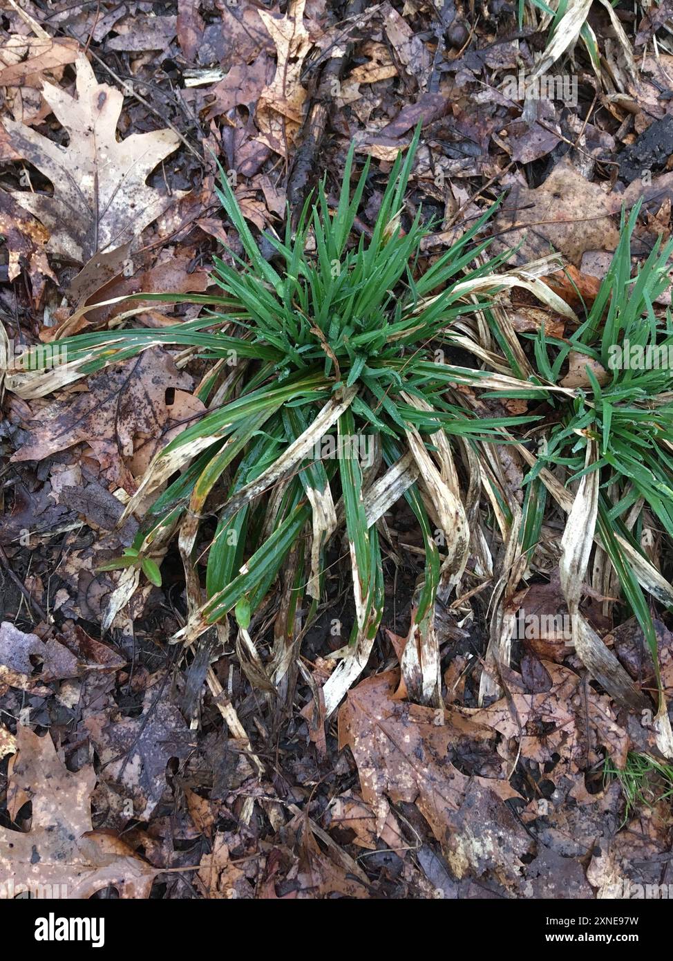 grasses, sedges, cattails, and allies (Poales) Plantae Stock Photo - Alamy