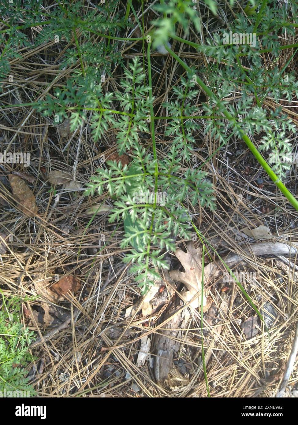 northern Indian parsnip (Cymopterus terebinthinus) Plantae Stock Photo ...