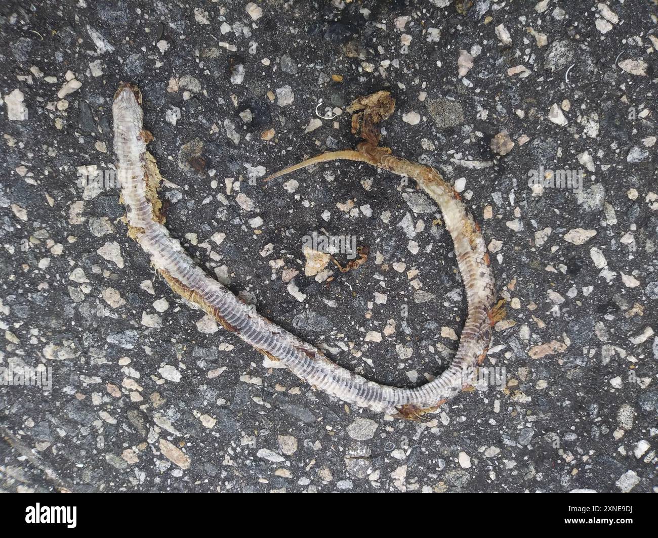 Northern Scarletsnake (Cemophora coccinea copei) Reptilia Stock Photo ...