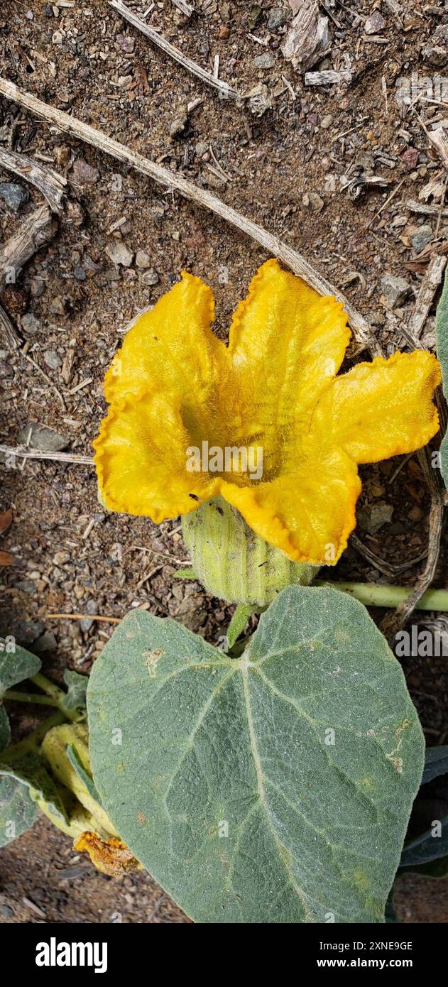 Buffalo Gourd (Cucurbita foetidissima) Plantae Stock Photo - Alamy