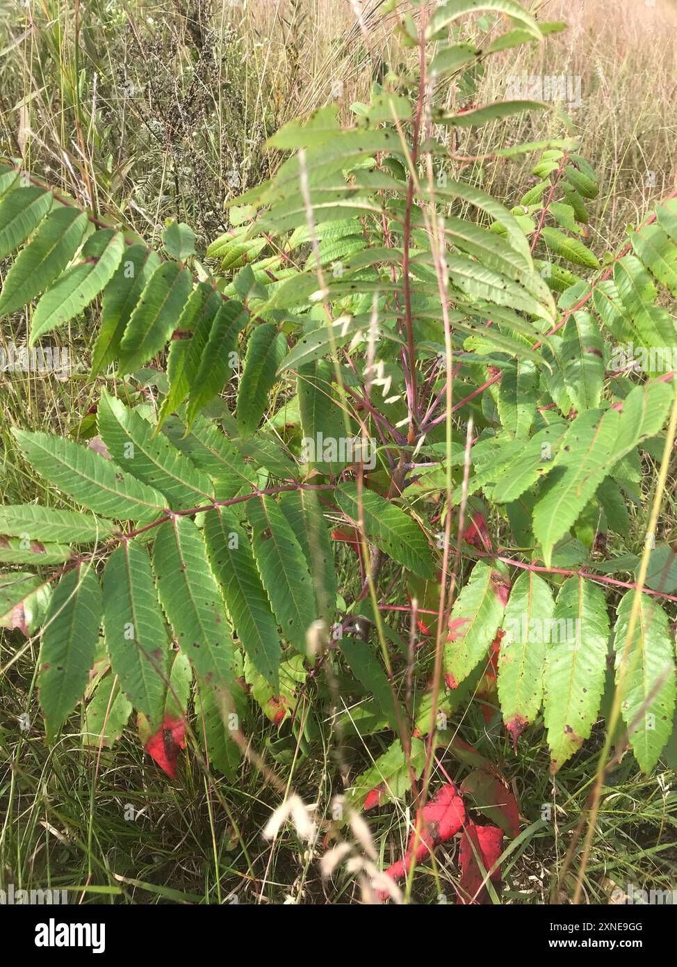 smooth sumac (Rhus glabra) Plantae Stock Photo - Alamy