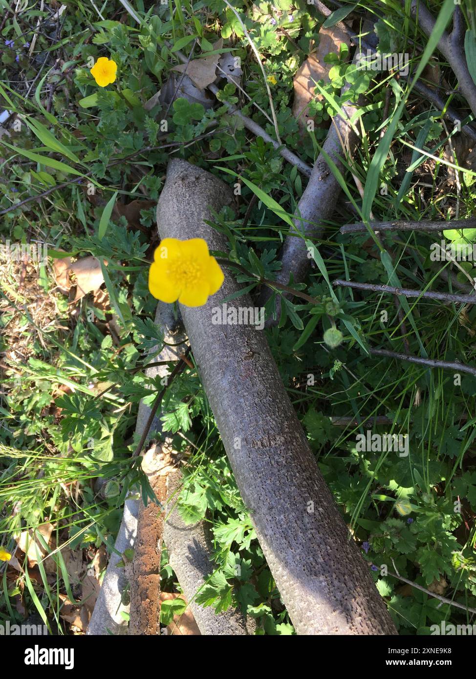 buttercup family (Ranunculaceae) Plantae Stock Photo - Alamy