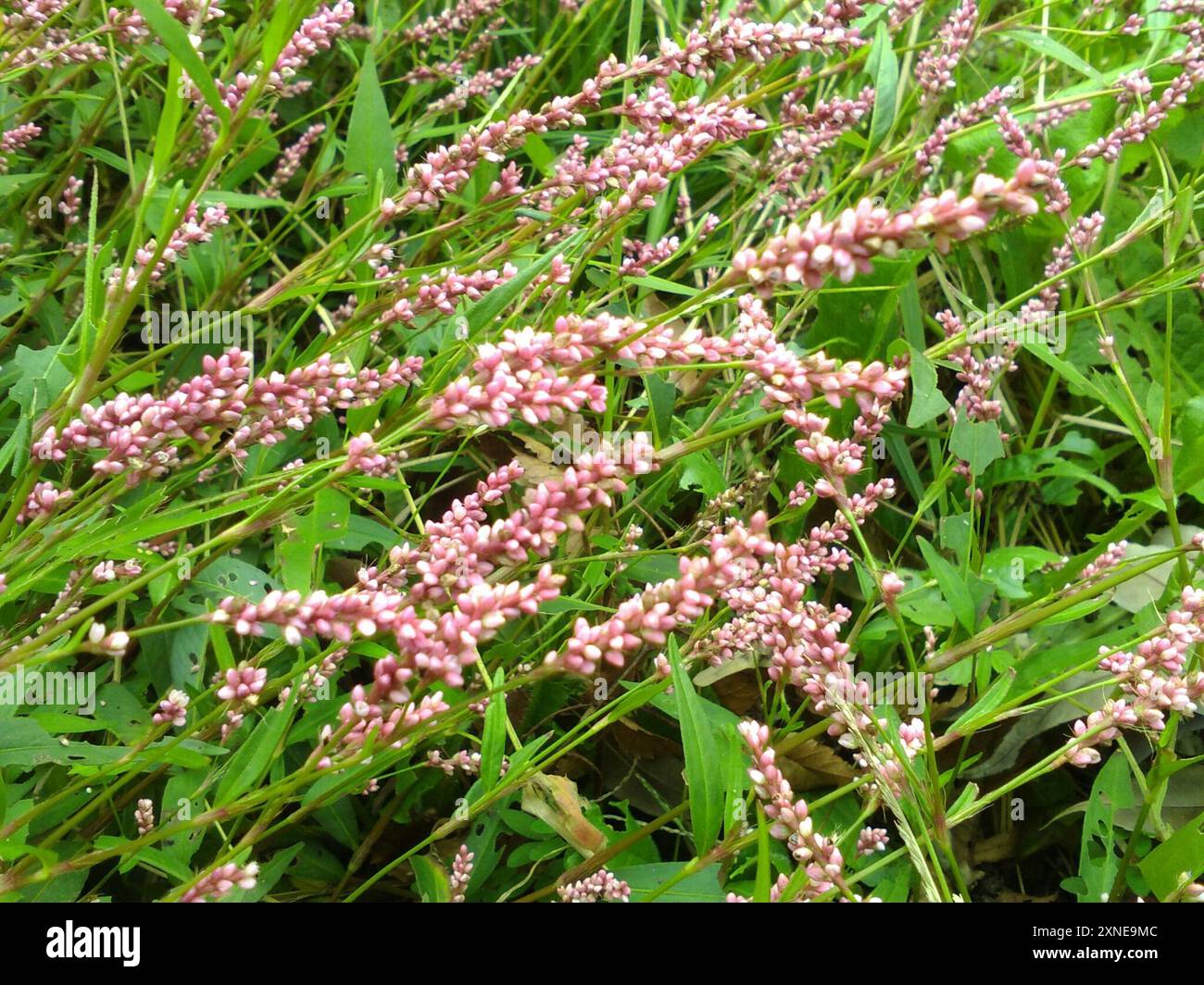 low smartweed (Persicaria longiseta) Plantae Stock Photo - Alamy
