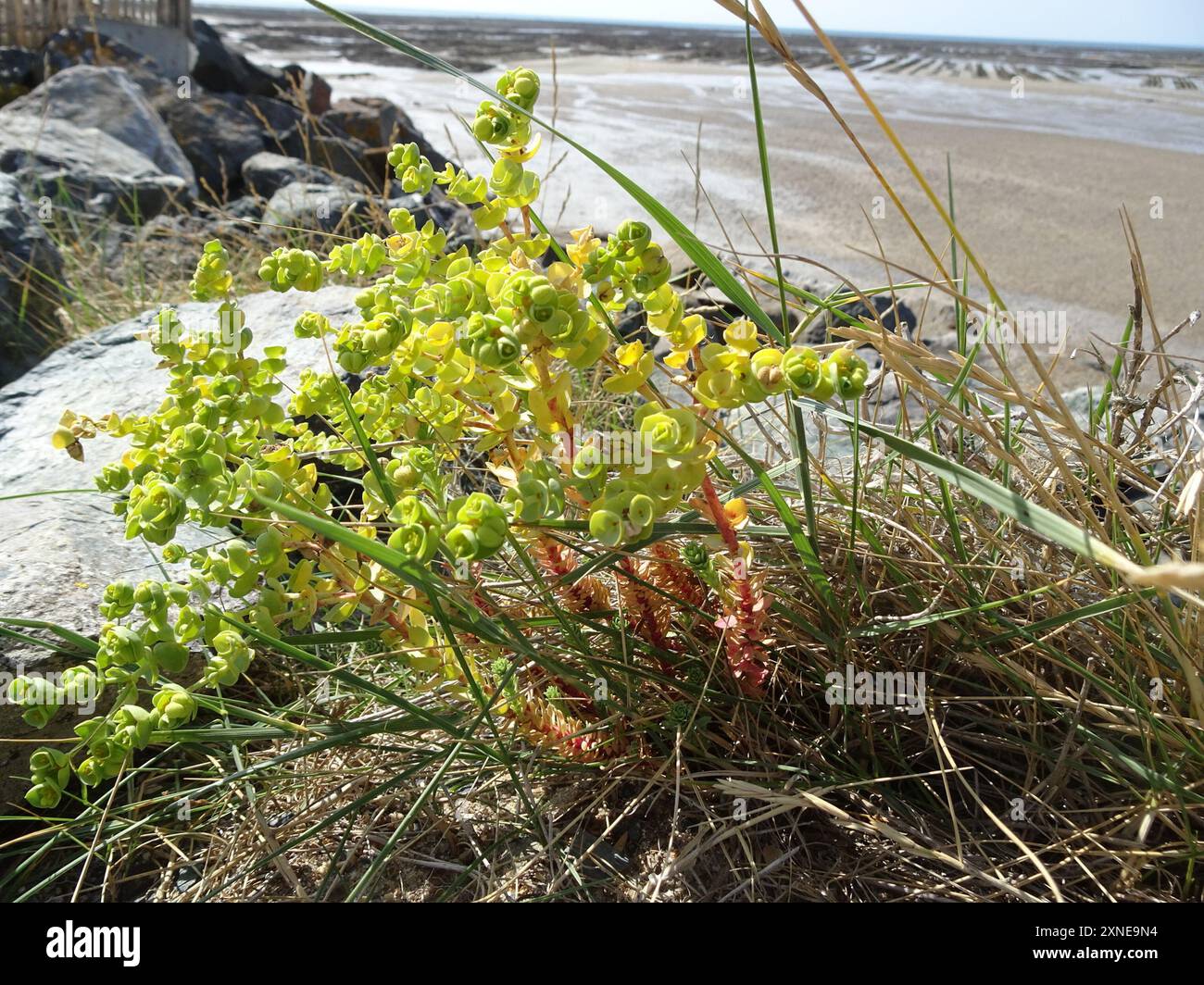Sea Spurge (Euphorbia paralias) Plantae Stock Photo - Alamy