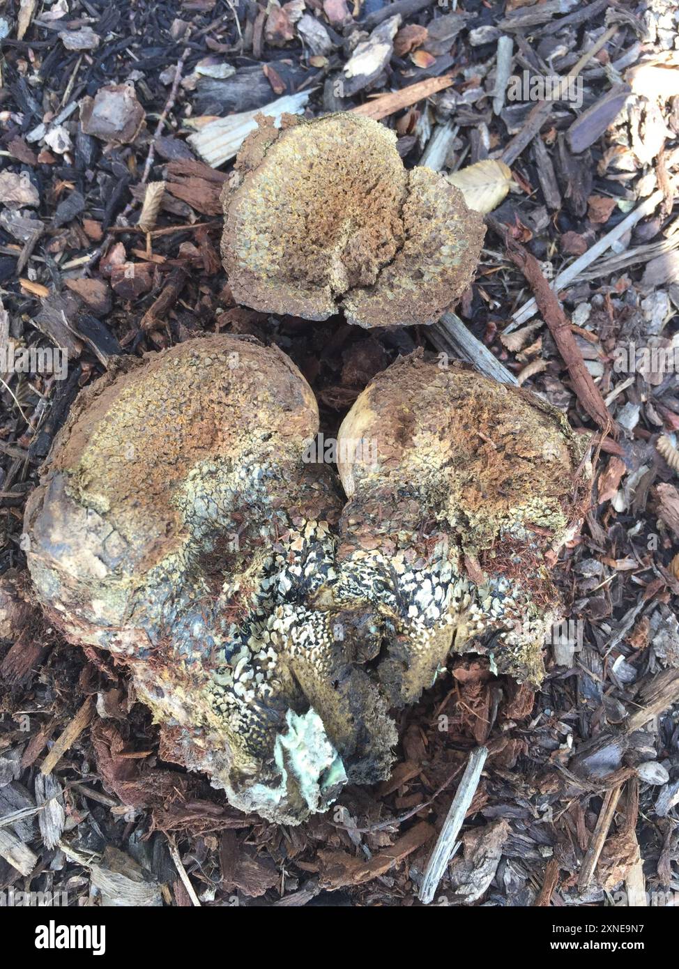 Pisolithus arhizus hi-res stock photography and images - Alamy