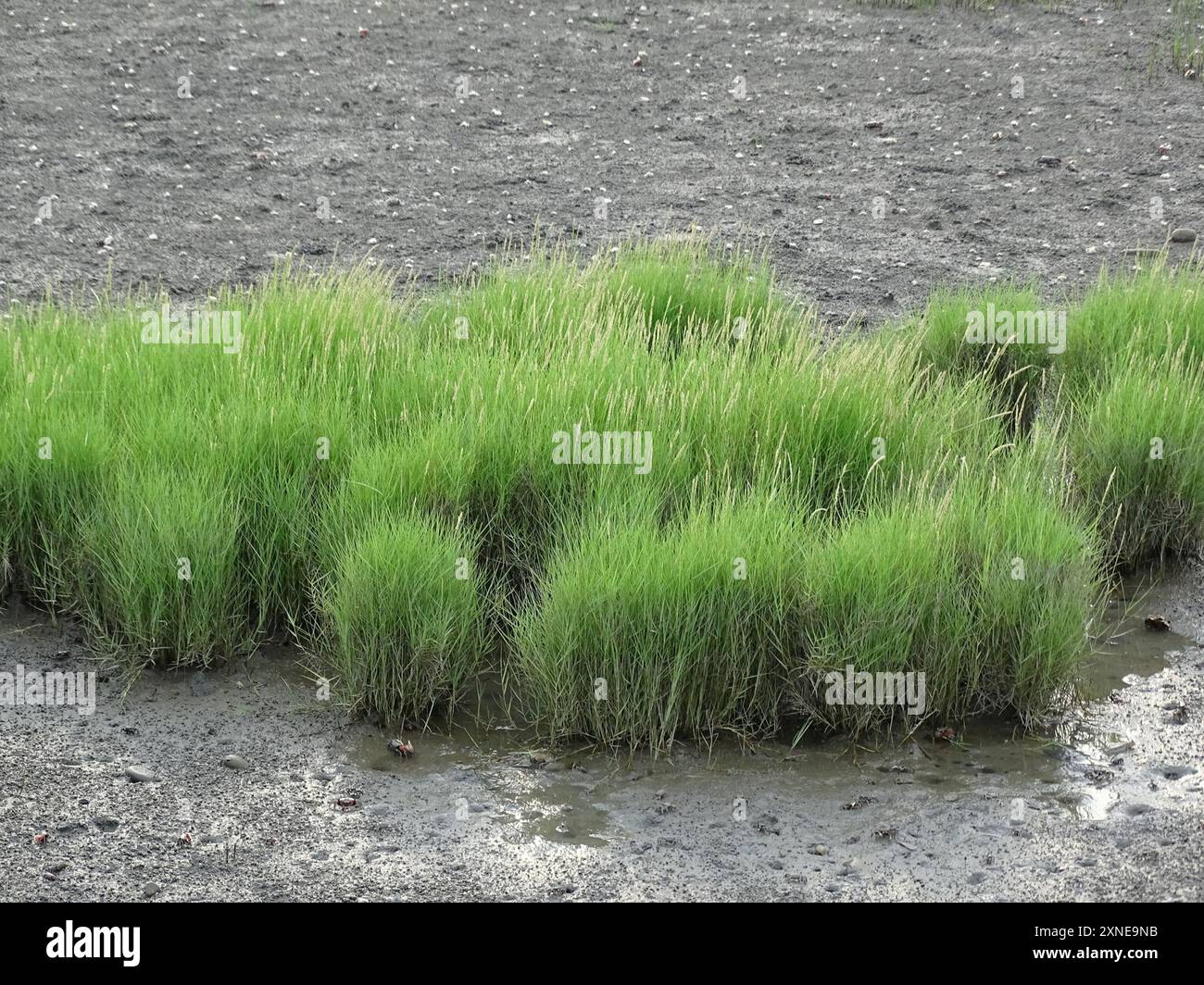 seashore dropseed (Sporobolus virginicus) Plantae Stock Photo - Alamy
