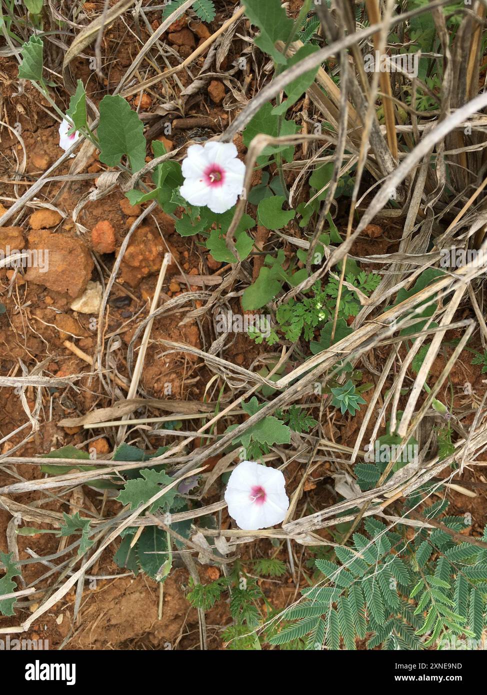 Texas bindweed (Convolvulus equitans) Plantae Stock Photo - Alamy