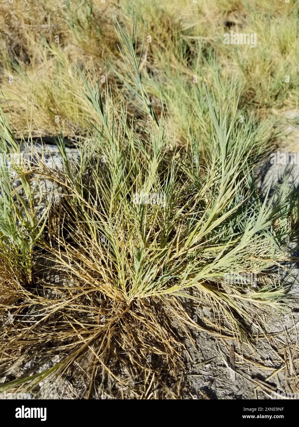 Saltgrass (Distichlis spicata) Plantae Stock Photo - Alamy