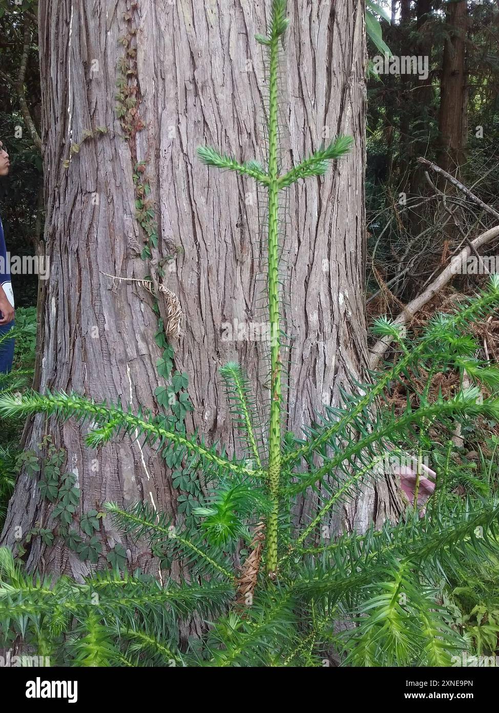 vascular plants (Tracheophyta) Plantae Stock Photo - Alamy