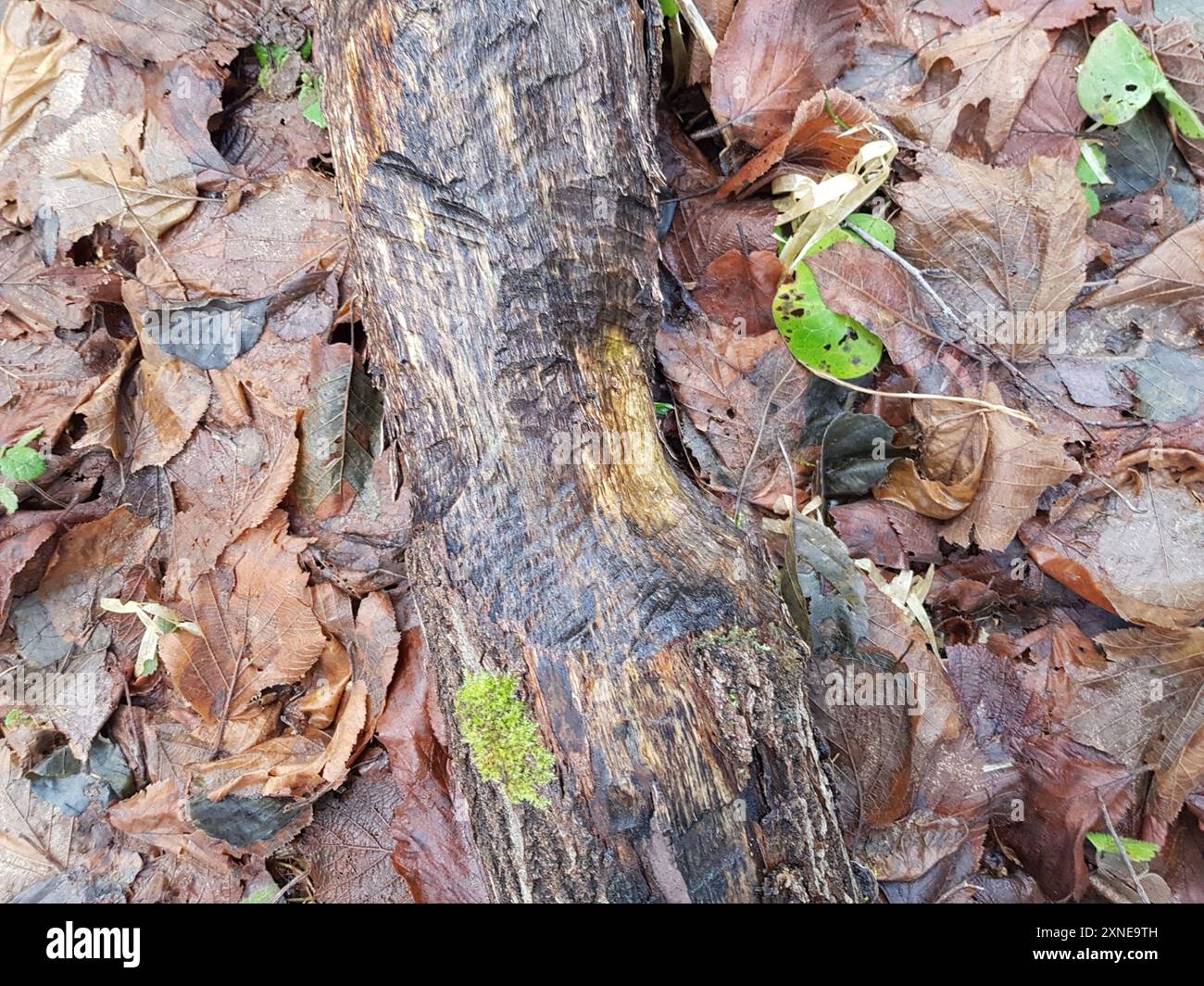Eurasian Beaver (Castor fiber) Mammalia Stock Photo - Alamy