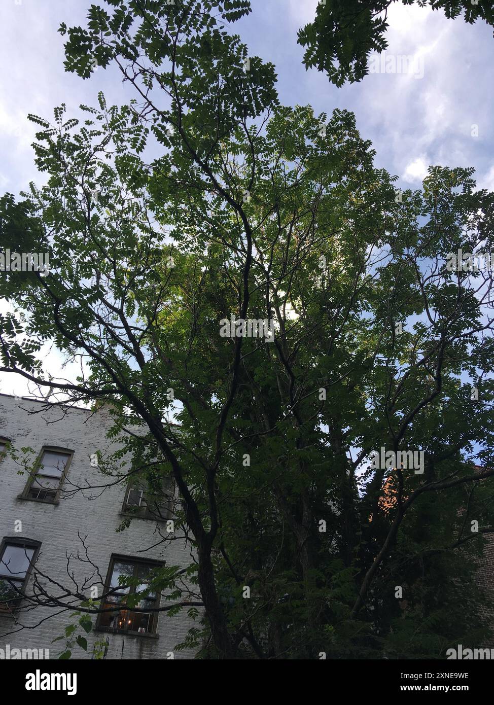 tree-of-heaven (Ailanthus altissima) Plantae Stock Photo - Alamy