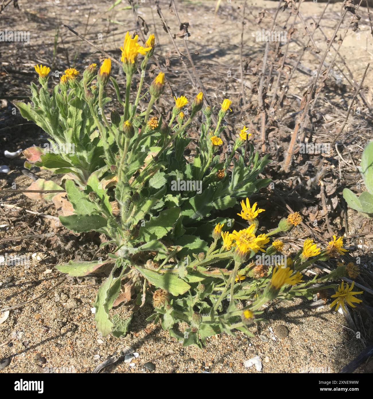 flowering plants (Angiospermae) Plantae Stock Photo - Alamy
