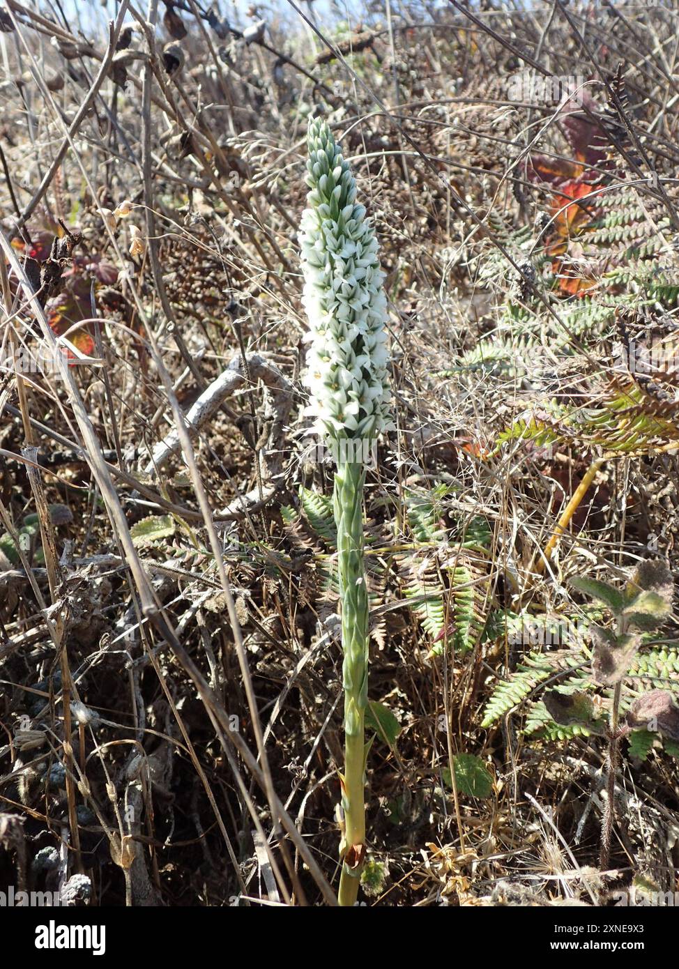 Point Reyes rein-orchid (Platanthera elegans decurtata) Plantae Stock ...